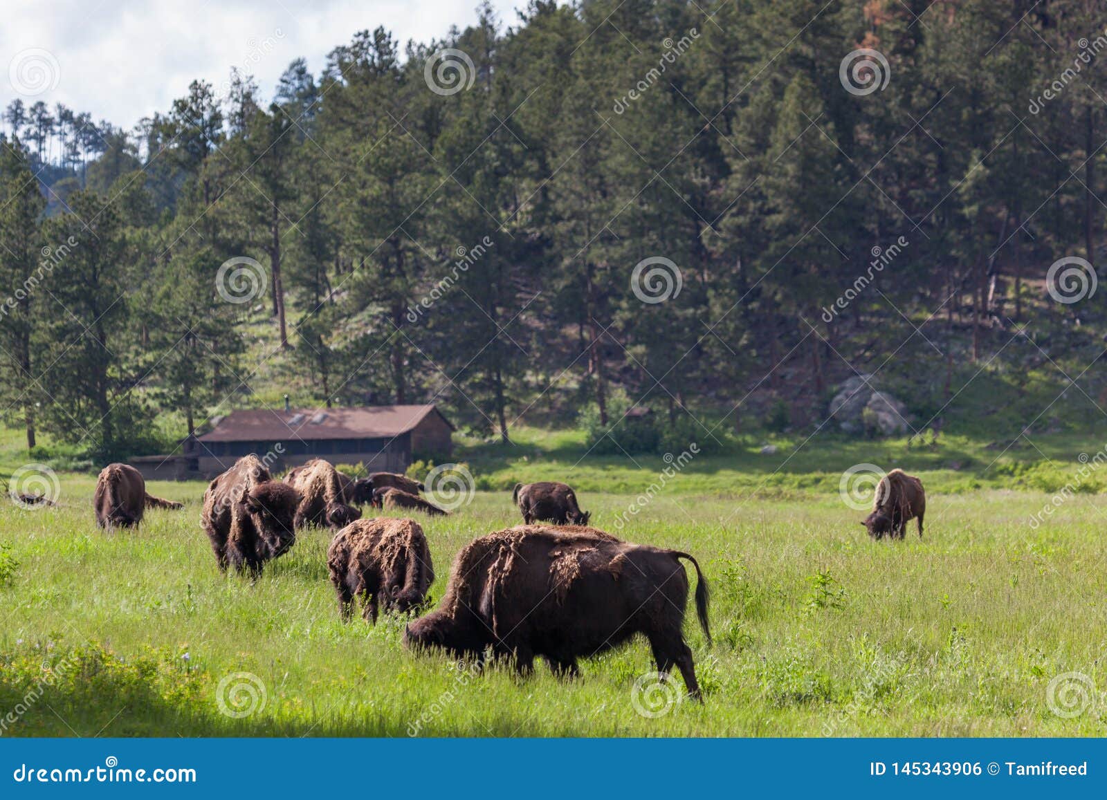 Group of Bison in Spring stock photo. Image of dakota - 145343906