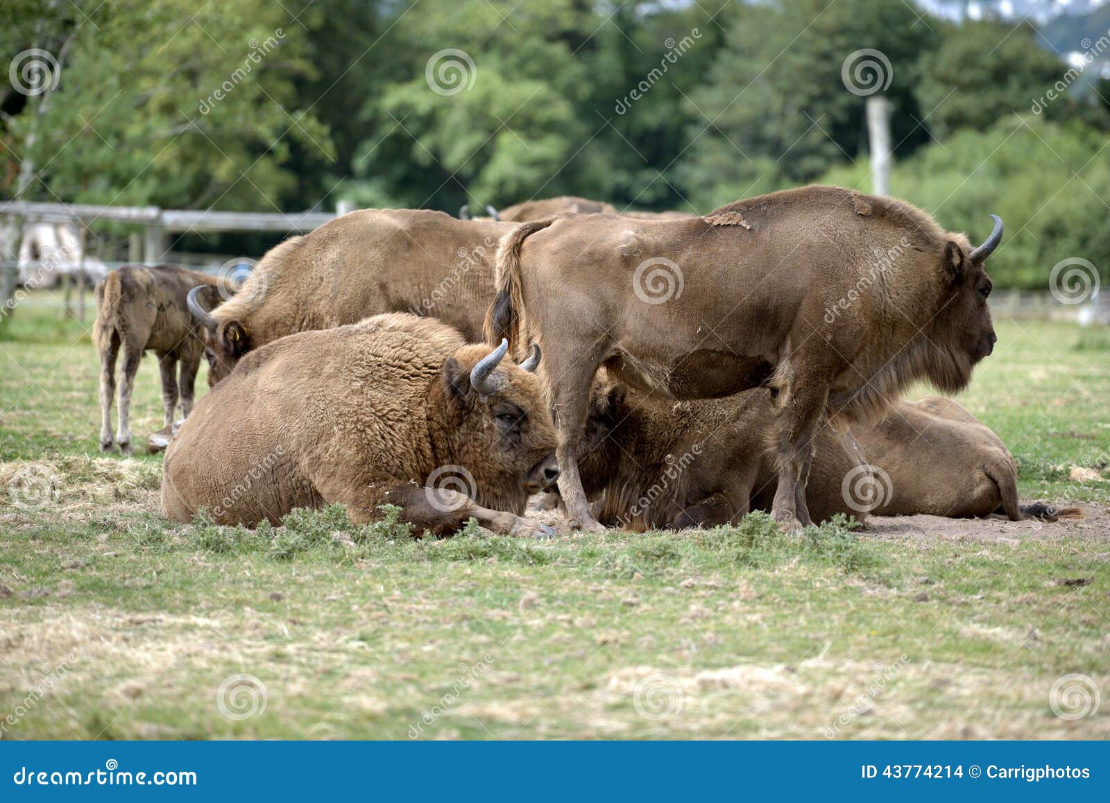 A group of Bisons stock photo. Image of hair, bison, wildlife - 43774214
