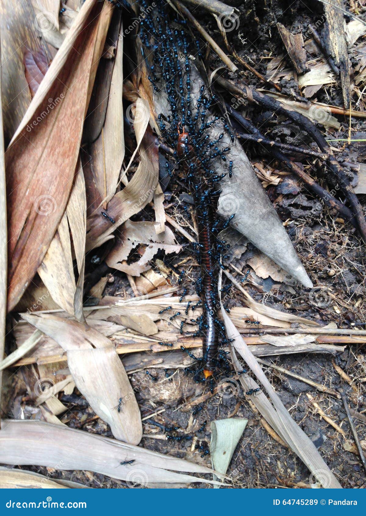 Black Ant Killing Termites, Componotus Compressus, Satara Stock ...