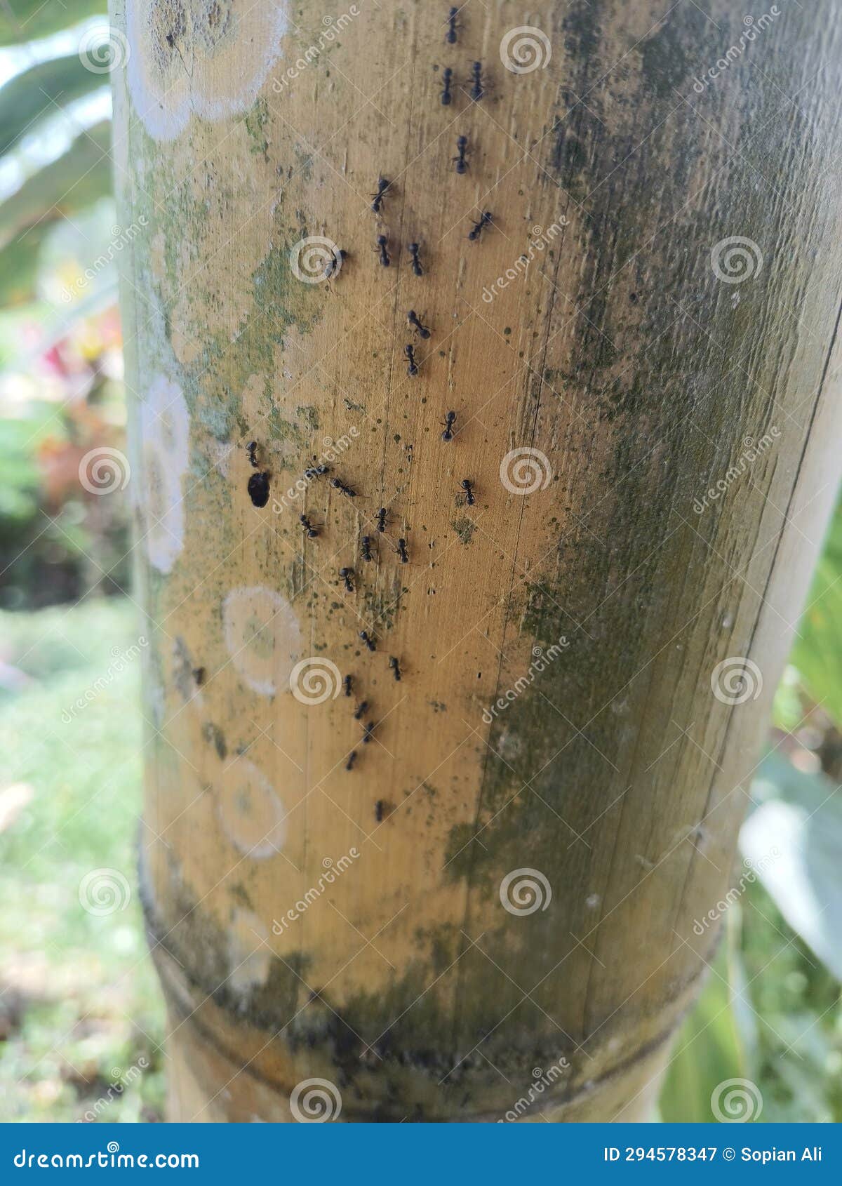 A Group of Black Ants Make a Nest in a Dry Bamboo Tree Stock Image ...