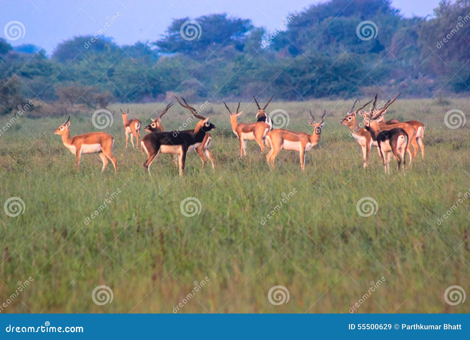 Group of black bucks-2 stock image. Image of field, thol - 55500629