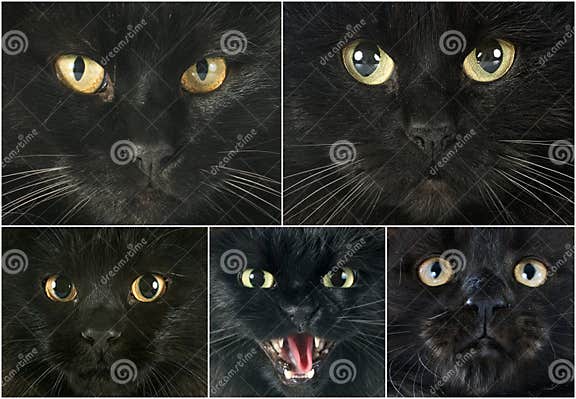 Group of black cats stock image. Image of close, stray - 310101469 Group of black cats stock image. Image of close, stray - 310101469