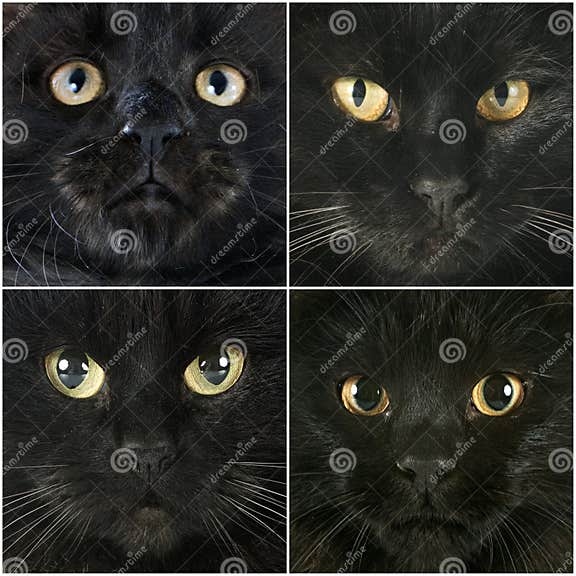 Group of black cats stock photo. Image of close, stray - 310620140 Group of black cats stock photo. Image of close, stray - 310620140