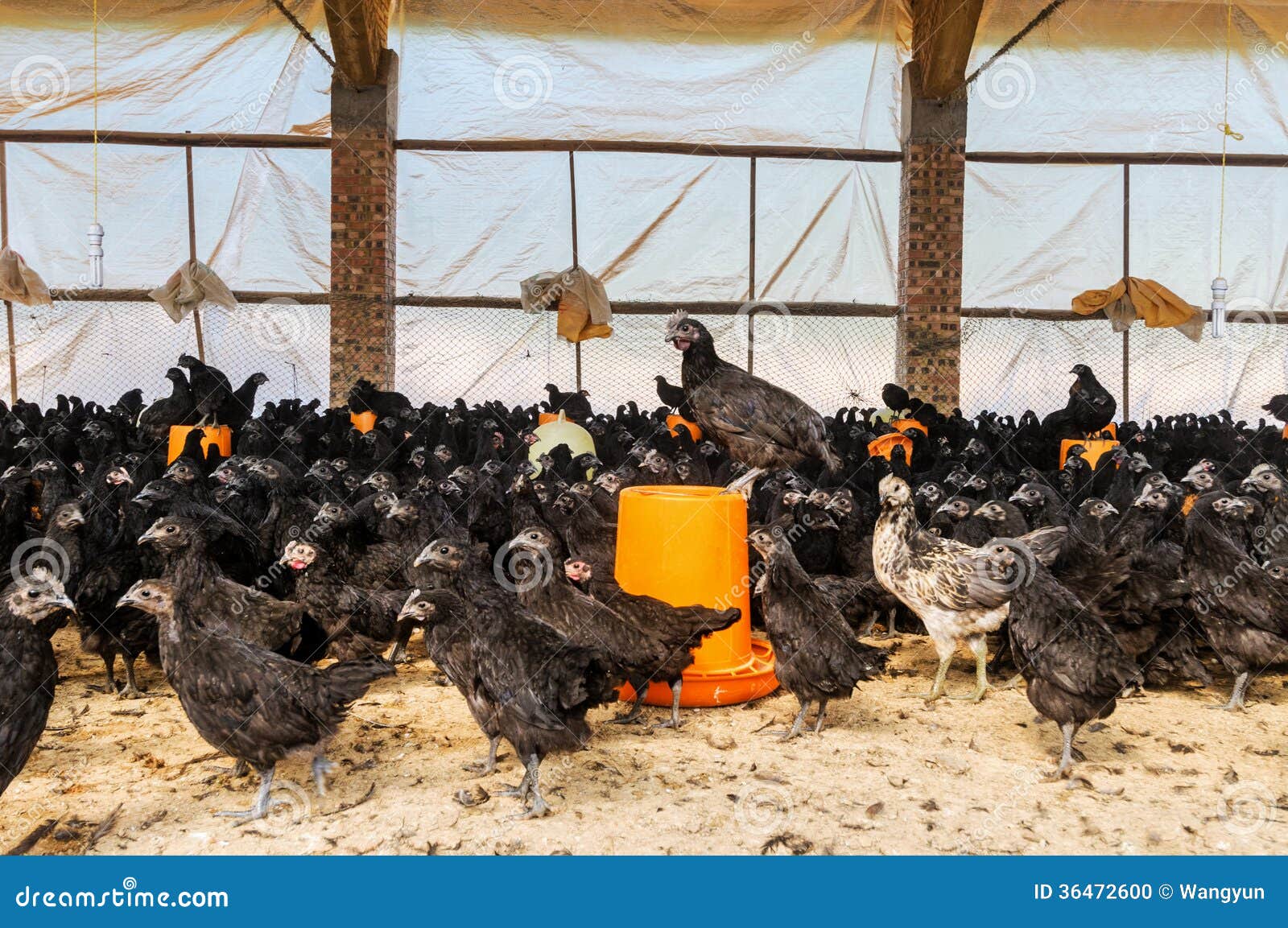 A group of black chicken stock photo. Image of factory - 36472600