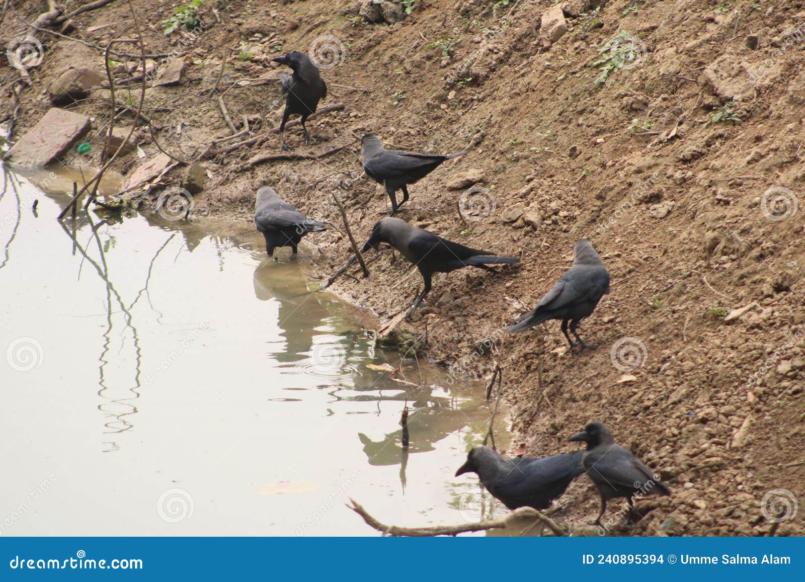 A Group of Black Crows Drinking from a Pond, Hot , Draught , Water ...