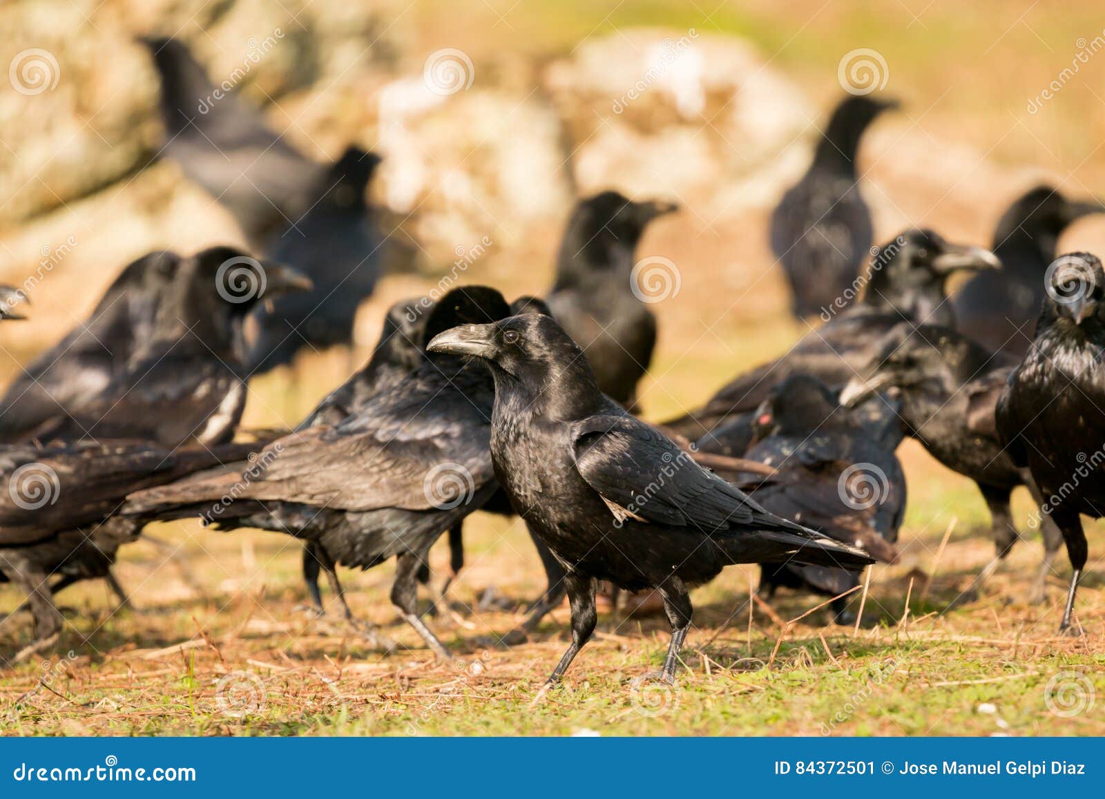 Group of black crows stock image. Image of crow, fauna - 84372501