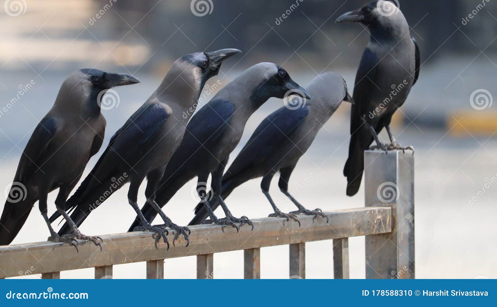 Group of Black Crows Sitting on the Railing. Stock Photo - Image of ...