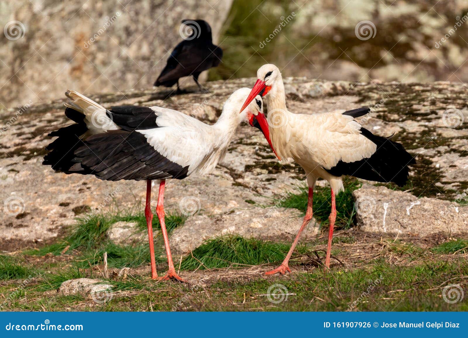 Group of Black Crows and Storks Stock Photo - Image of claw, closeup ...