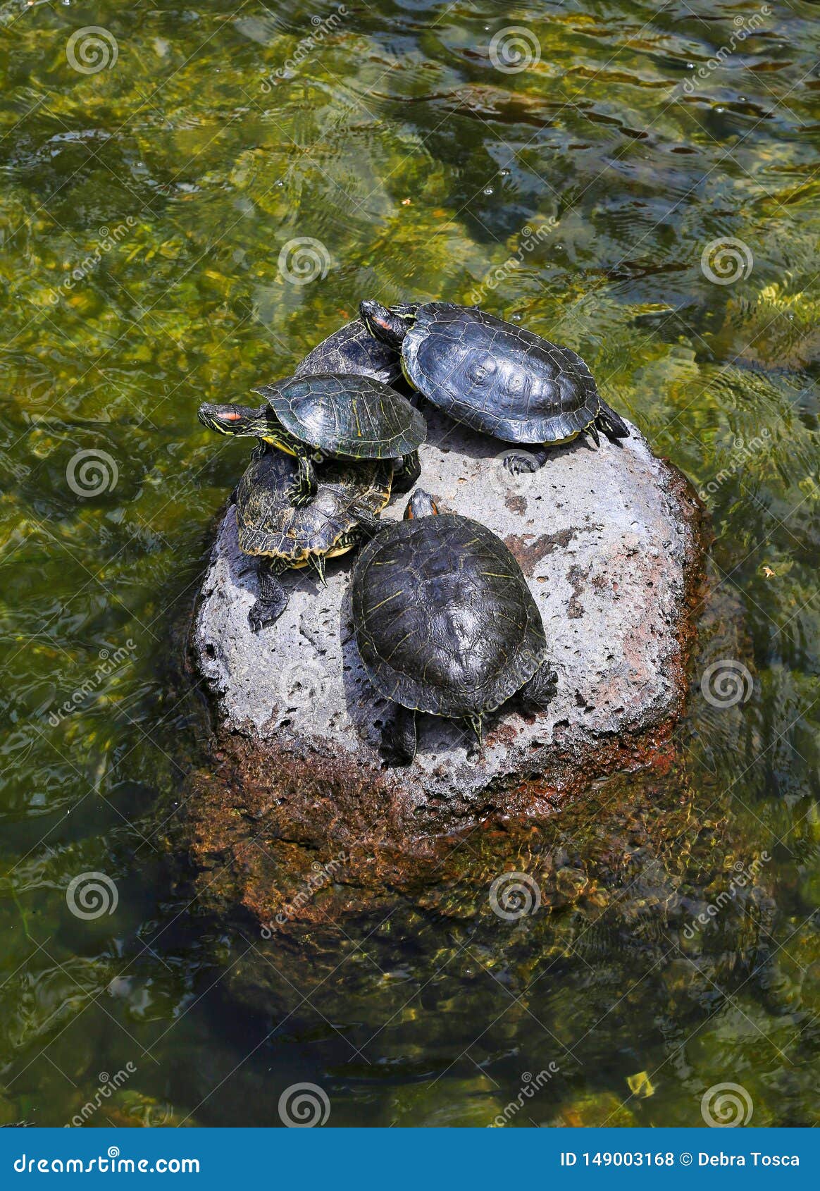 Turtles Rock pond stock photo. Image of pond, sunning - 149003168
