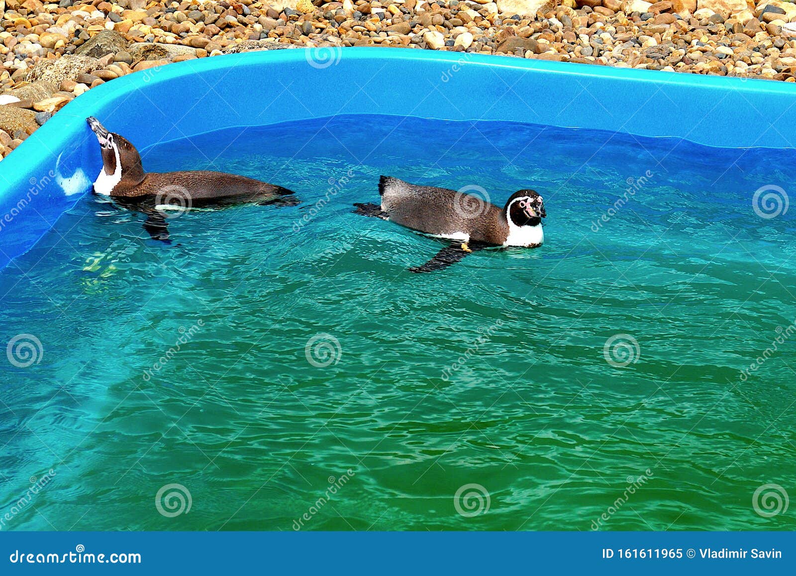 A Group of Black Penguins Swims in the Pool in the Summer at the Zoo ...