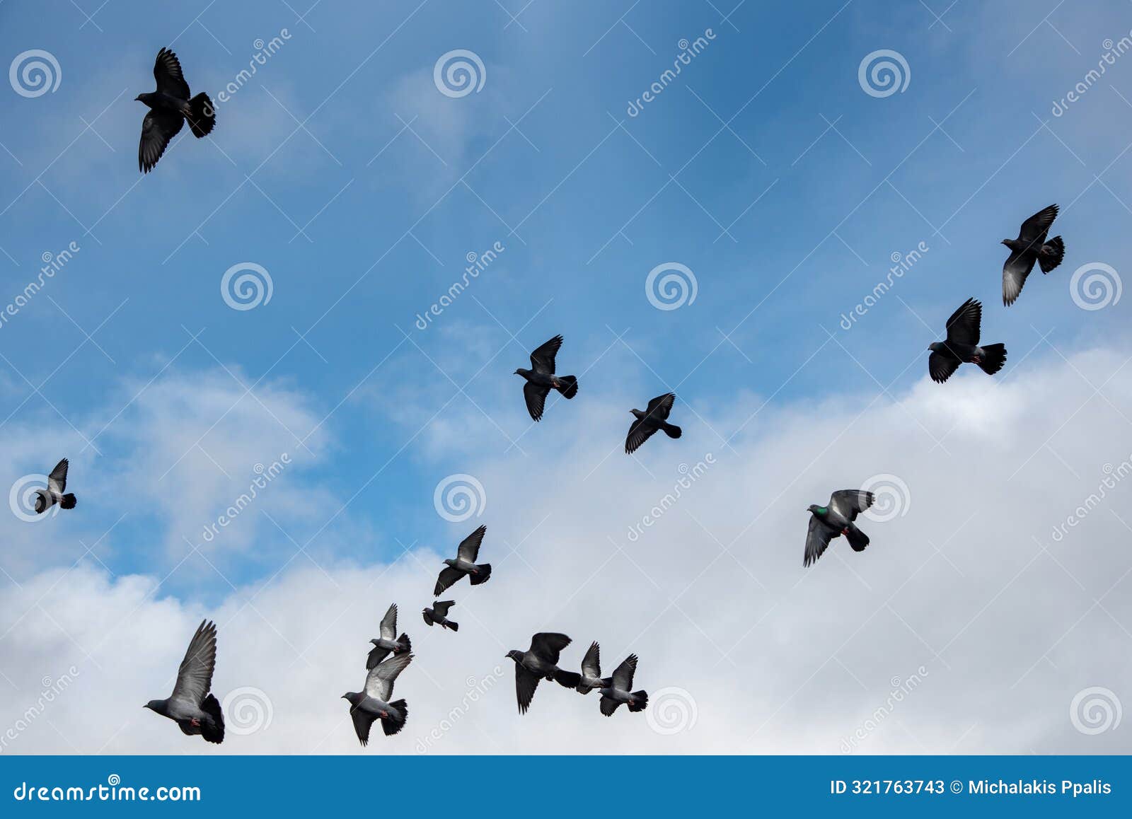 Group of Black Pigeon Birds Flying in the Cloudy Sky. Stock Image ...