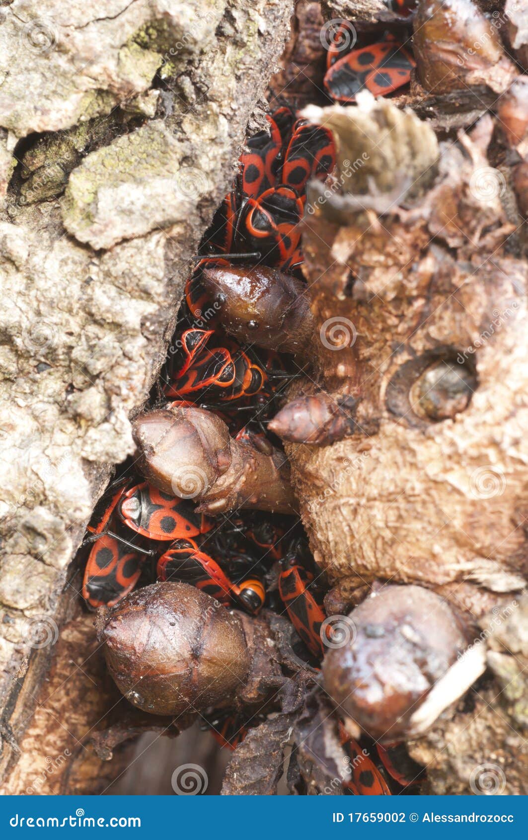 A Group of Black and Red Coleopterons Stock Photo - Image of ...
