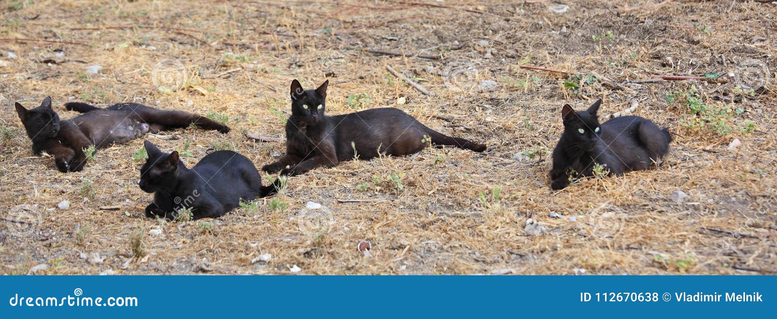 Group Of Stray Cats. Three Stray Cats Are Sitting On The Street. Animal ...
