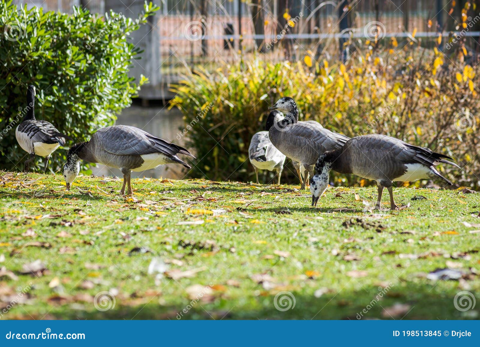 Group of Black and White Ducks, Barnacle Goose, Branta Leucopsis ...