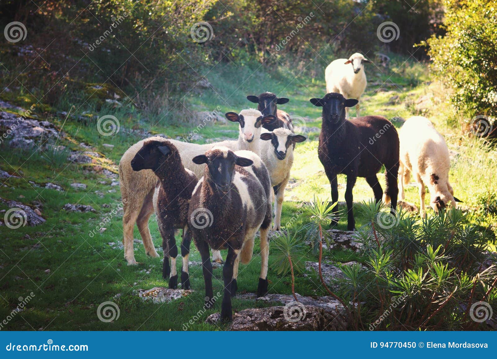A Group of Black and White Sheep Going To a Meeting Along the Path ...