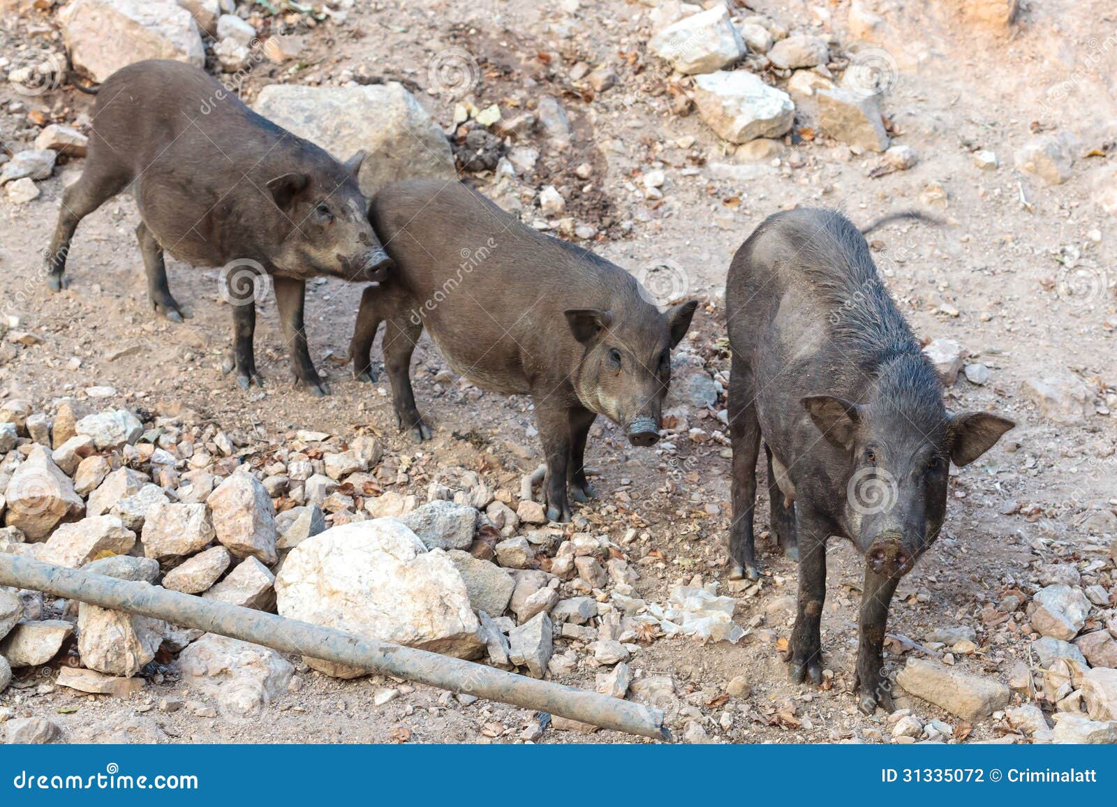 Group of Black Wild Boar Standing Stock Photo - Image of standing ...