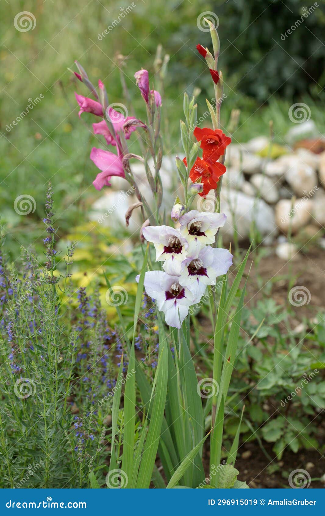 Blooming Dwarf Dahlia `Dahlegria Tricolore` Collarette Group. Perfectly ...