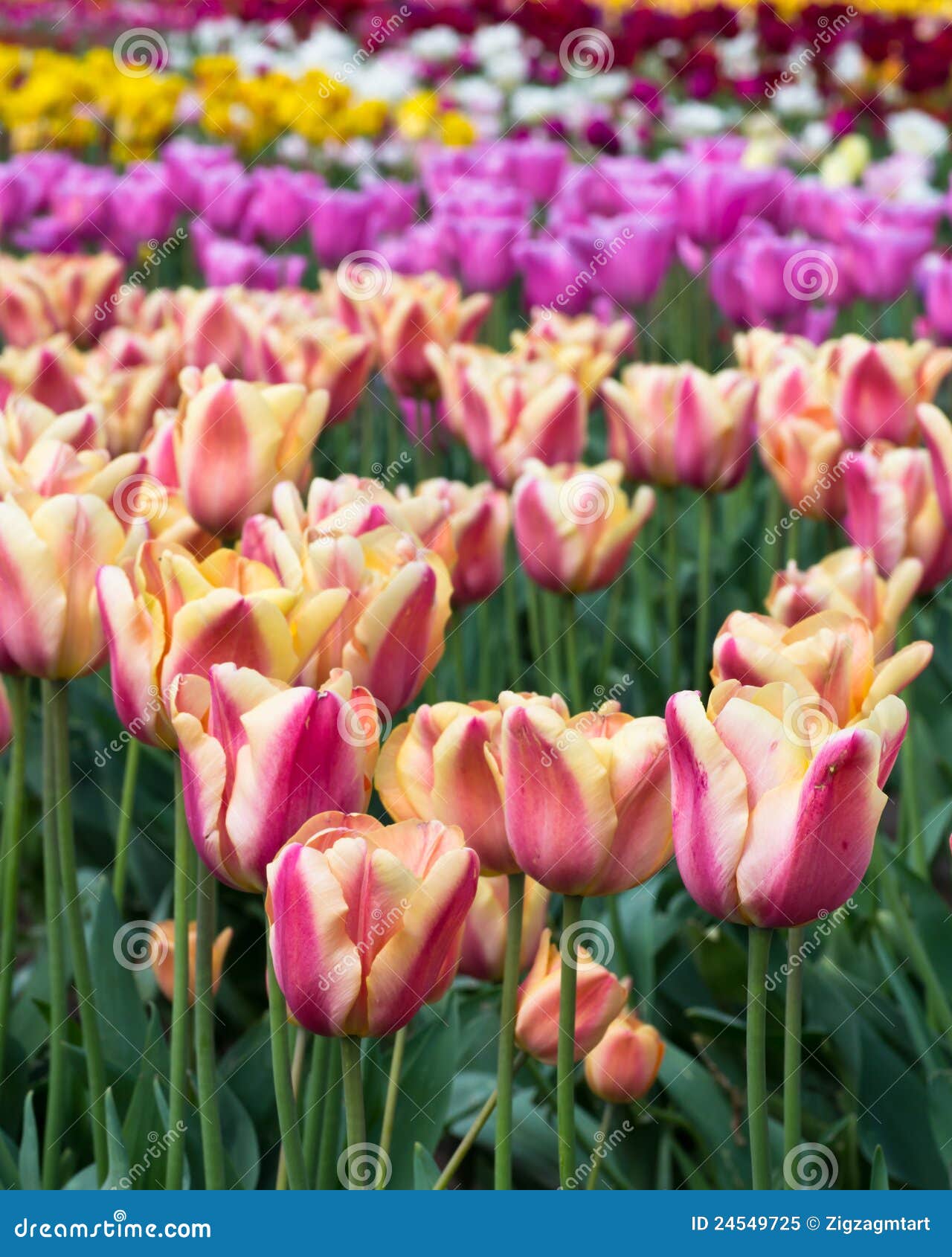 Group of blooming tulips stock image. Image of horticulture - 24549725