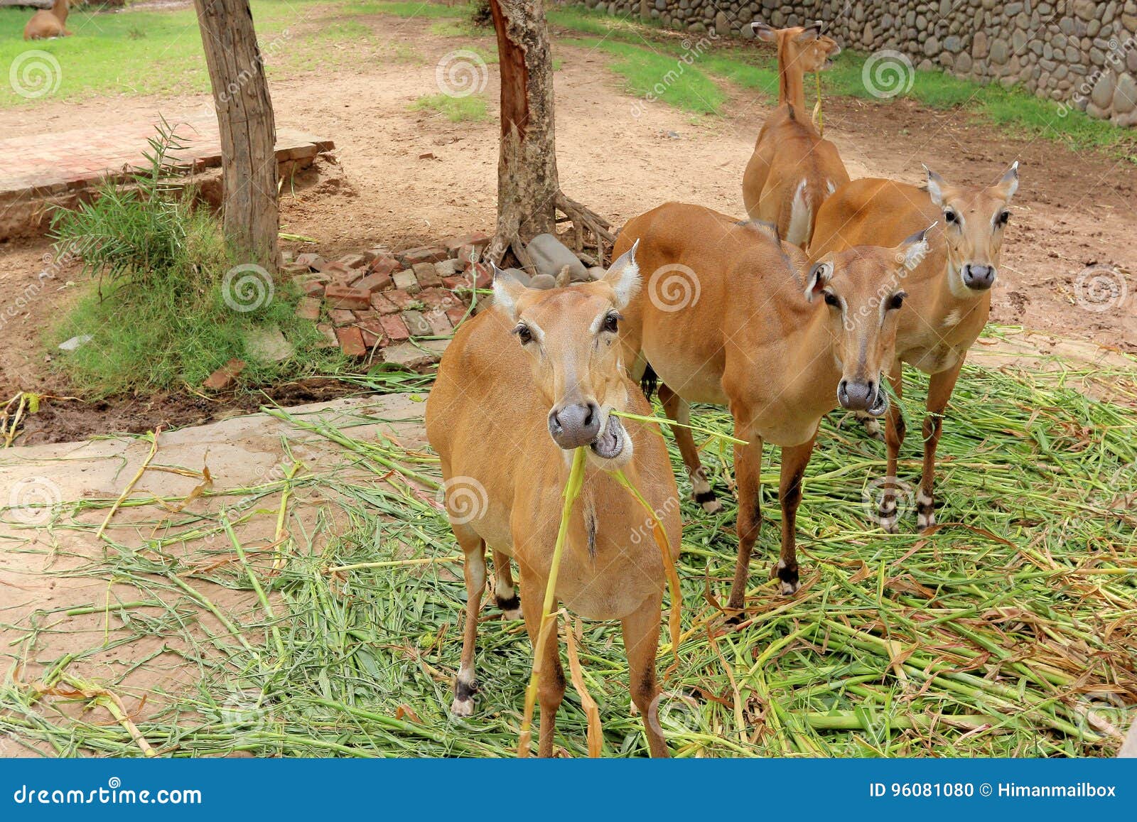 Group of Blue bull stock photo. Image of dorest, flora - 96081080