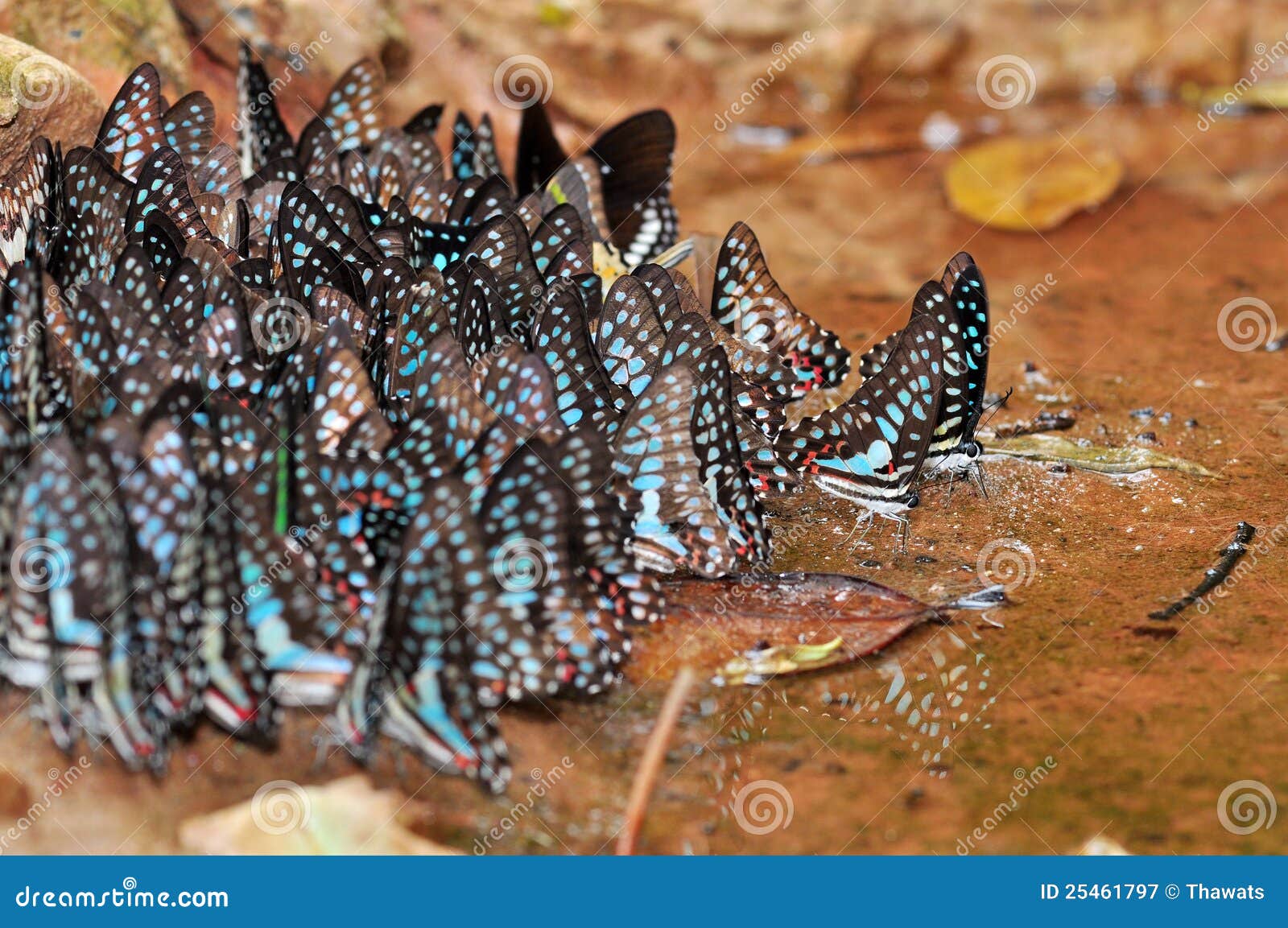 A Group of Blue Butterflies Stock Image - Image of eurytheme, colias ...