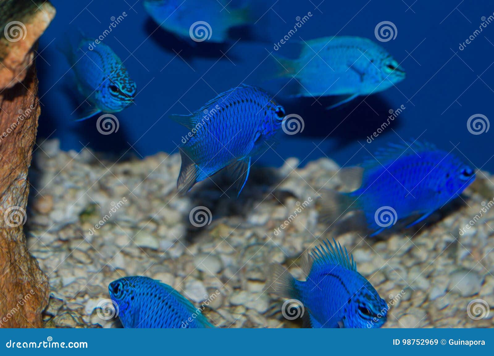 Group of Blue Damselfish stock image. Image of chrysiptera - 98752969