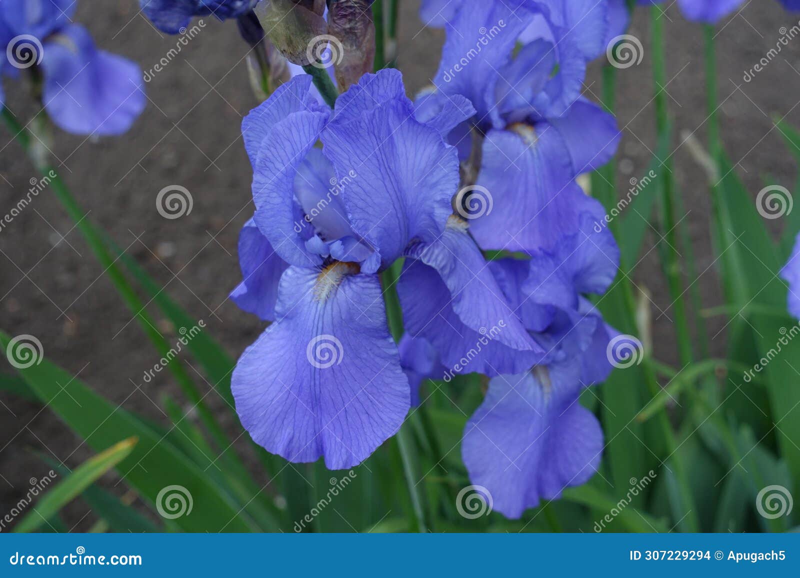 Group of Blue Flowers of Iris Germanica Stock Photo - Image of bloom ...