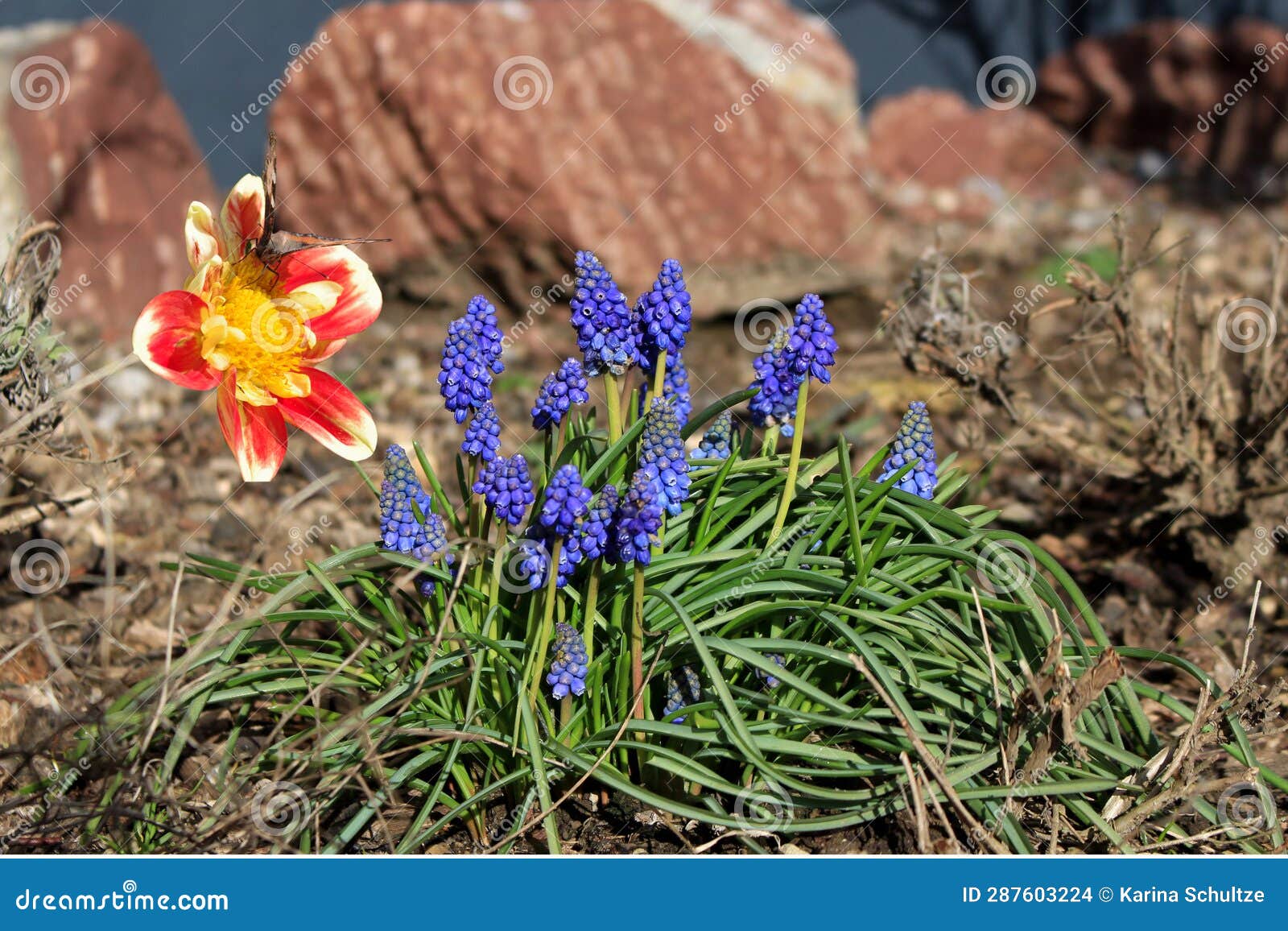 Group of Blue Grape Thyacinths, or Muscari Botryoides, Next To a Tree ...