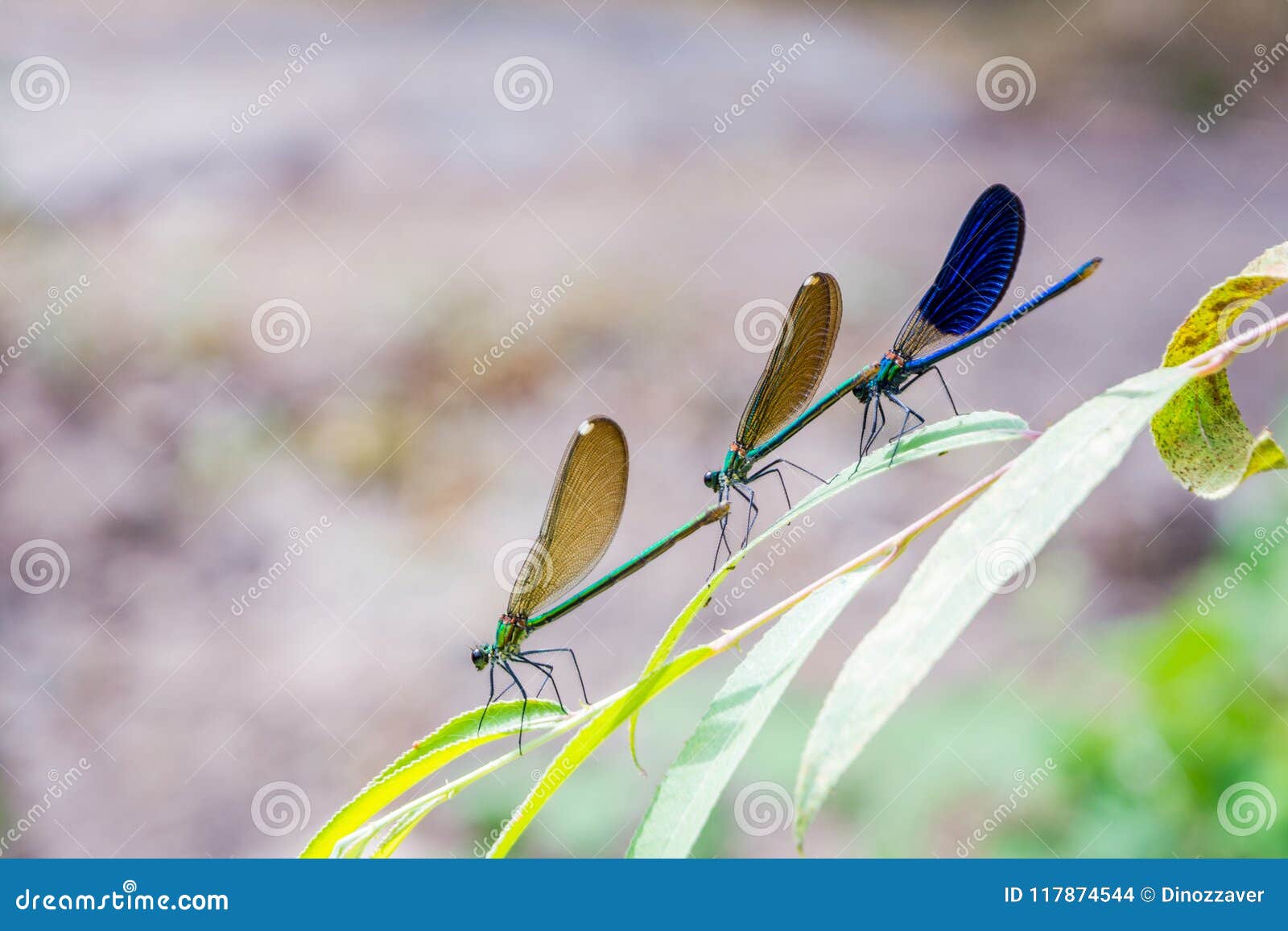 Group of Dragonflies on the Leaf Stock Photo - Image of close, green ...