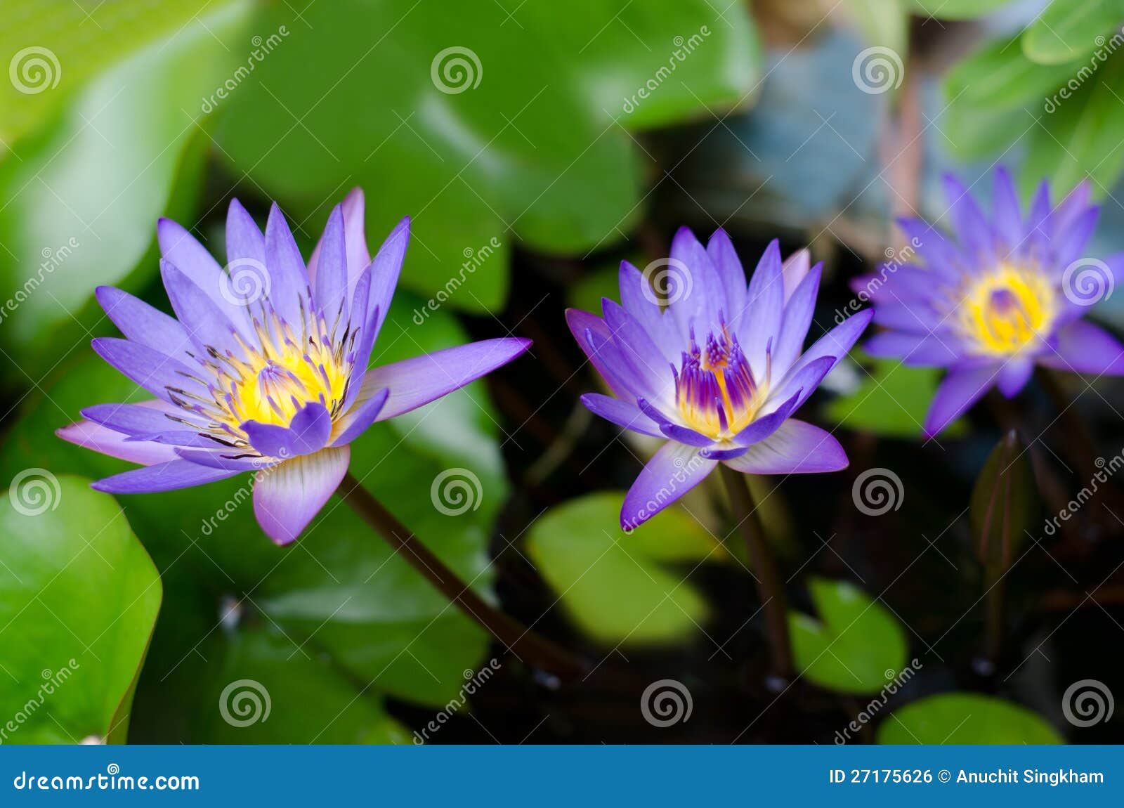 Group of blue lotus stock photo. Image of lotus, botanical - 27175626