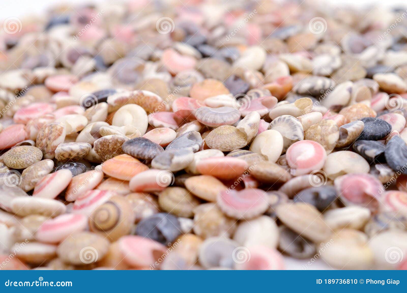 Sea shells. stock photo. Image of background, collect - 189736810