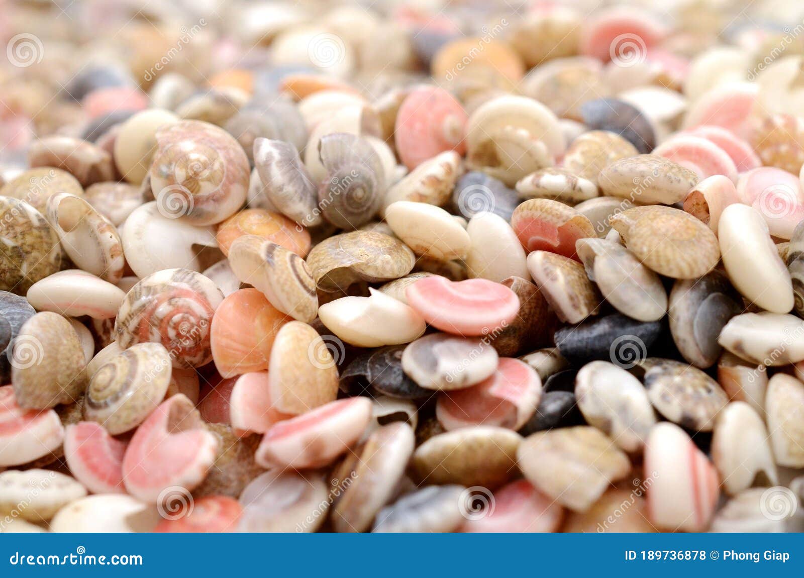 Sea shells. stock photo. Image of sheels, pile, collection - 189736878