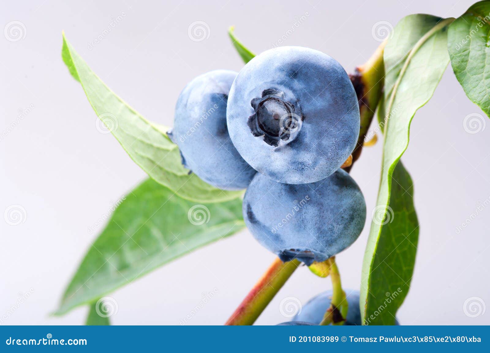 Group of Blueberries with Leaves on a Branch Stock Image - Image of ...