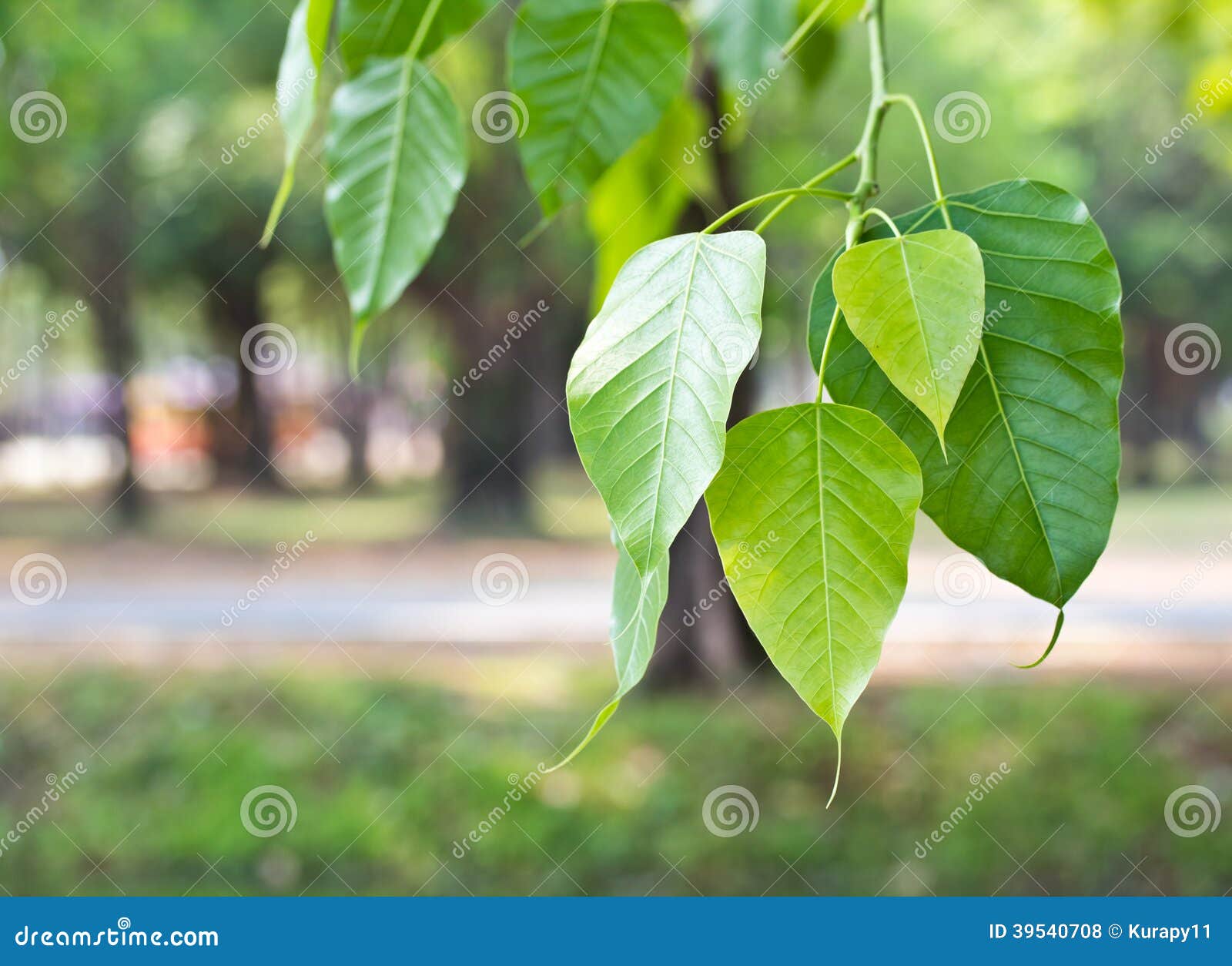 Group bo leaves stock photo. Image of freshness, outdoors - 39540708