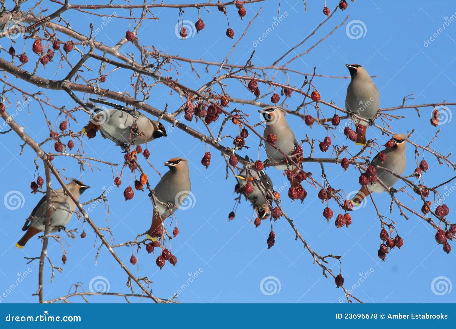 Group of Bohemian Waxwings stock photo. Image of waxwings - 23696678