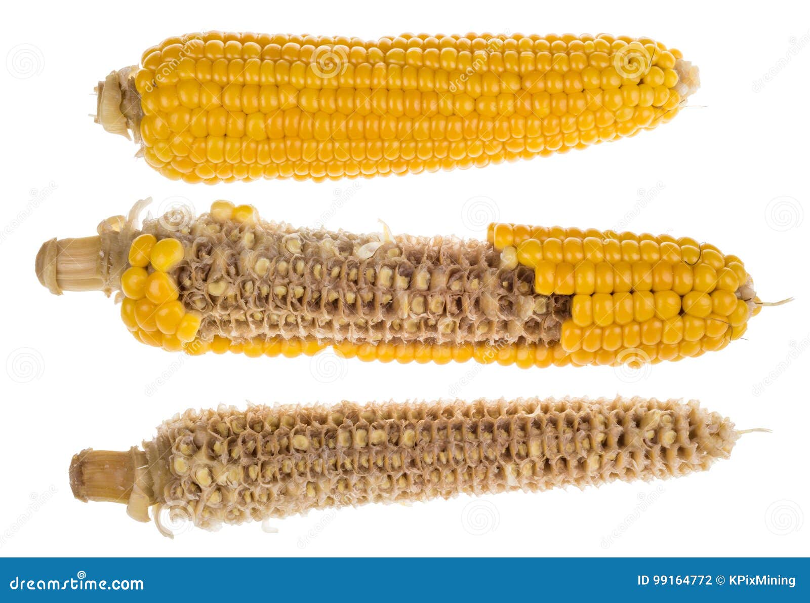 Group of Boiled Corncobs Isolated on White Background Stock Photo ...