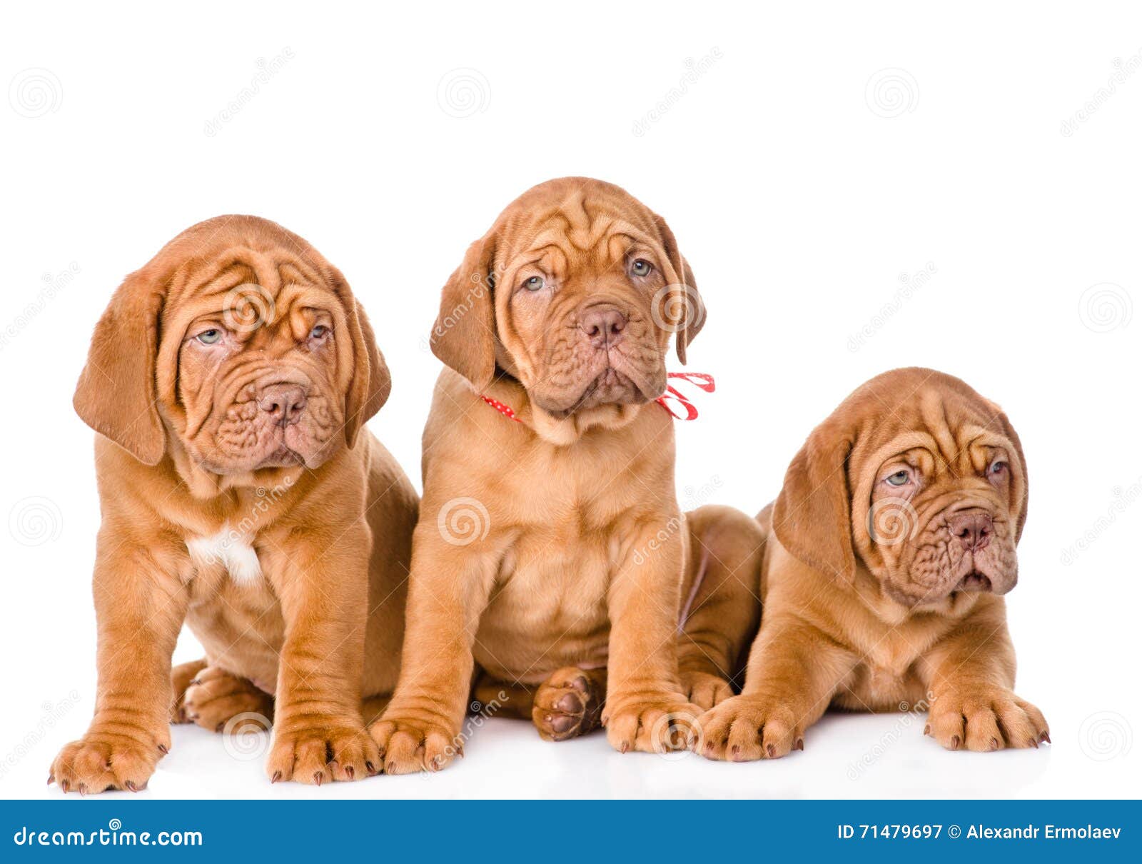 Group Bordeaux Puppy Dog In Front View. Isolated On White Royalty-Free ...