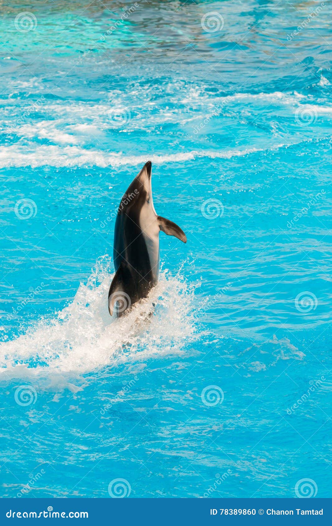 A Group of Bottlenose Dolphins Performing a Tail Stand Stock Photo ...