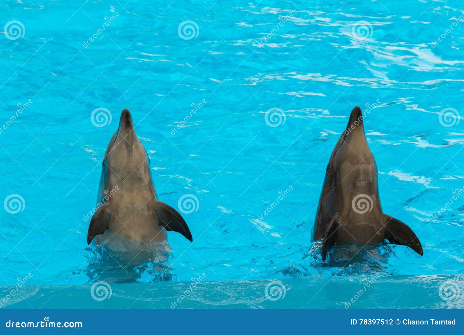 A Group of Bottlenose Dolphins Performing a Tail Stand Stock Photo ...