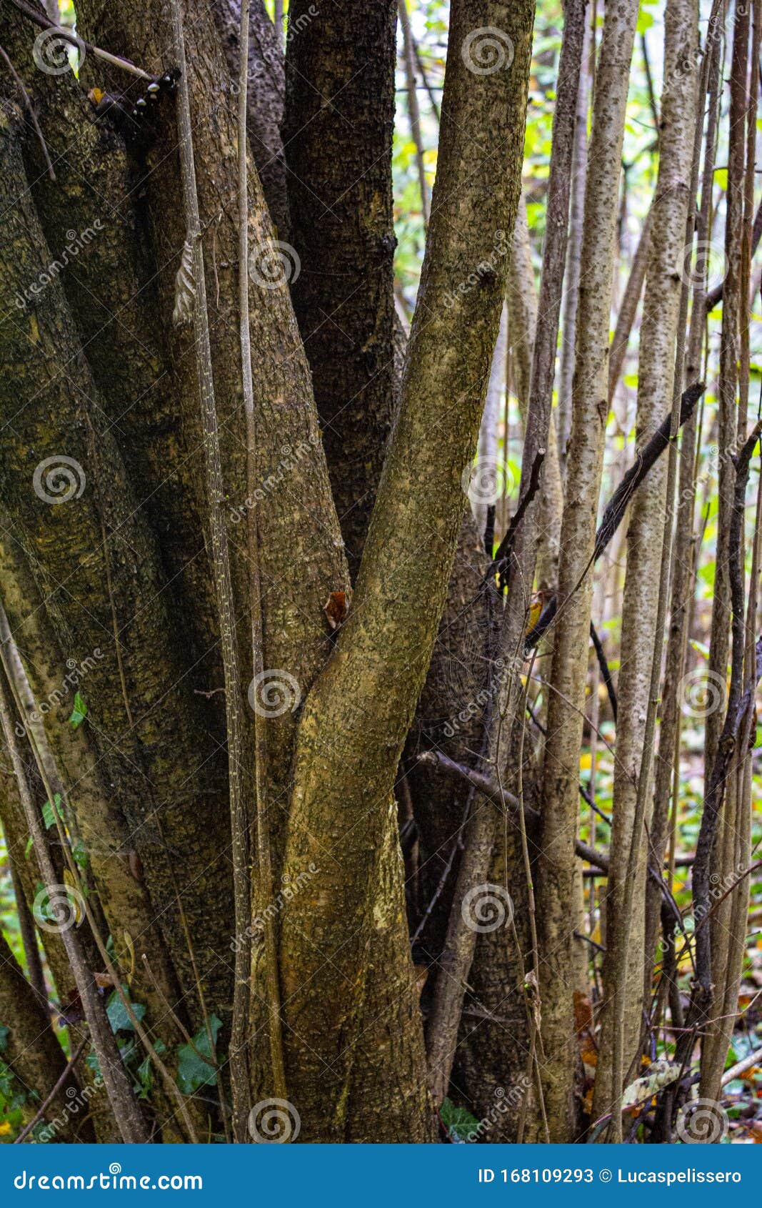 Group of Branches in the Middle of the Woods Stock Image - Image of ...