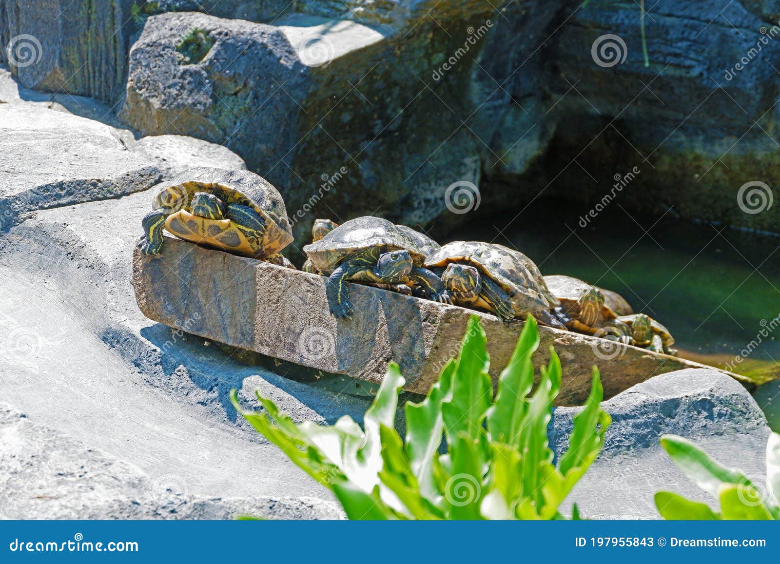 A Group of Brazilian Turtles on the Big Rock Stock Image - Image of ...