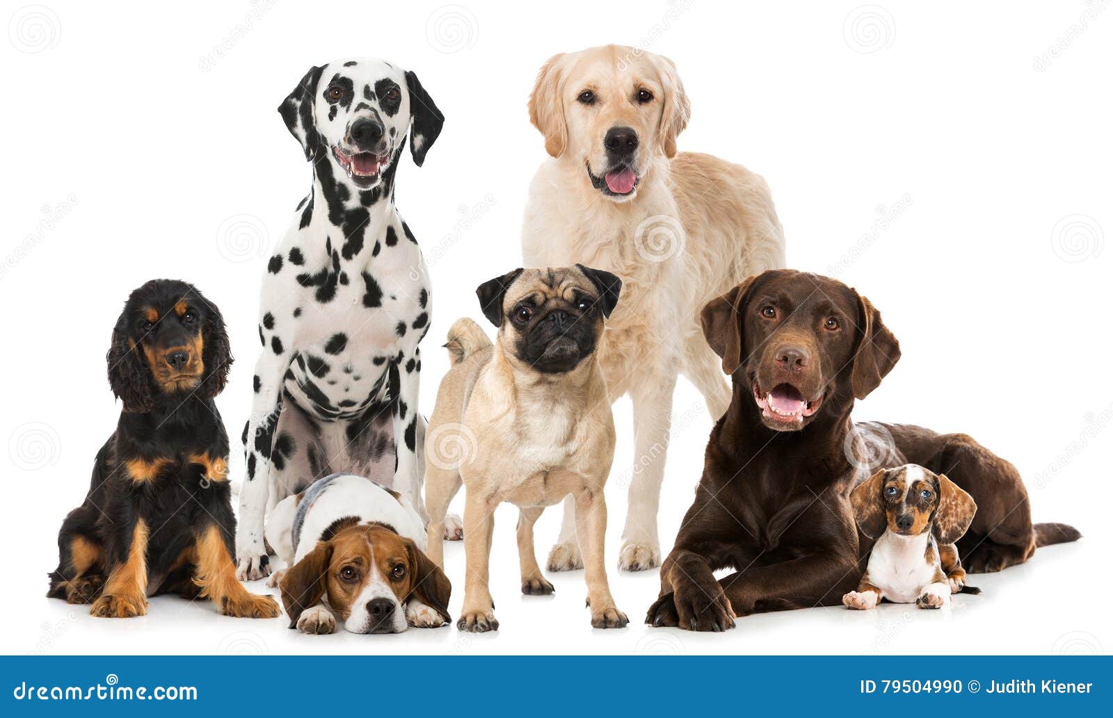 Group of breed dogs stock photo. Image of labrador, copy - 79504990