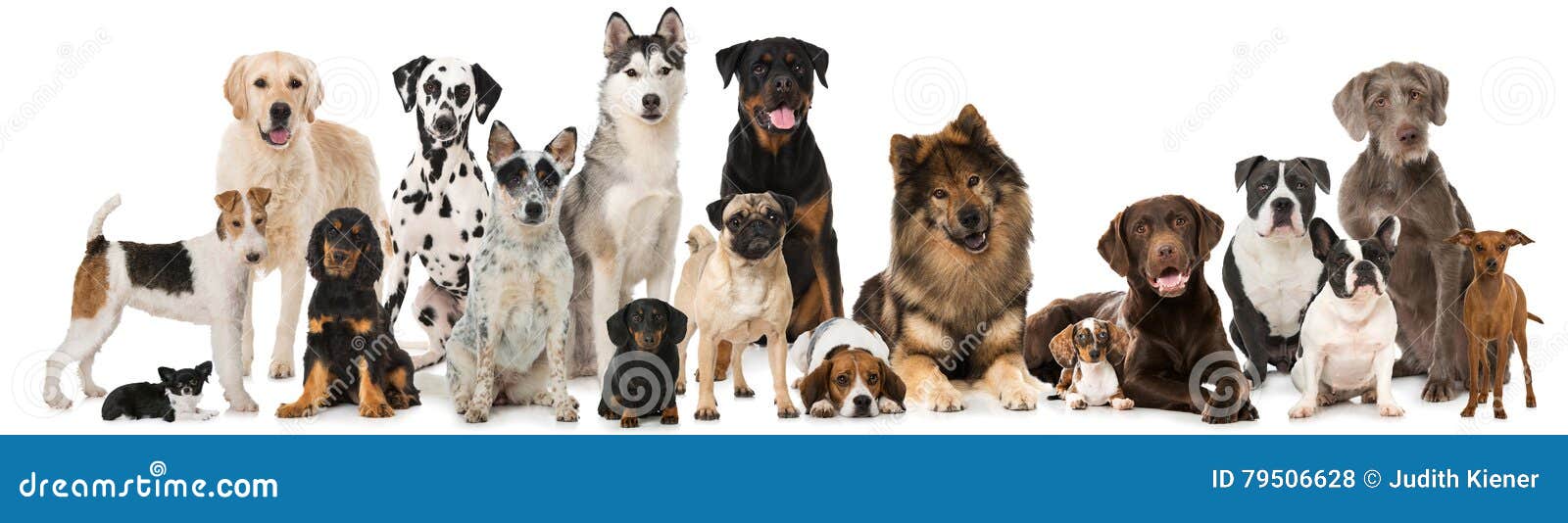 Group of breed dogs stock photo. Image of group, domestic - 79506628