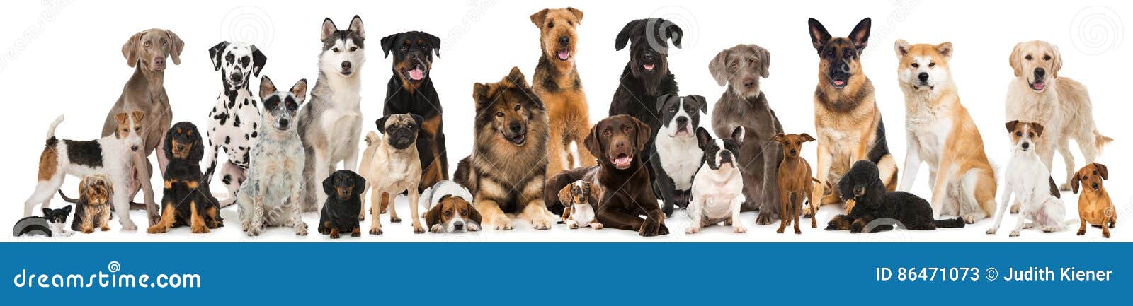Breed Dogs Collage Stock Photo | CartoonDealer.com #37859940