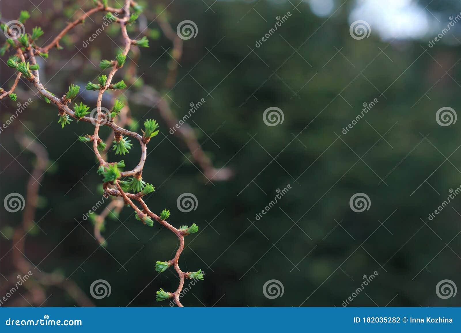 A Group of Bright Green Shoots on Thin Wavy Branches Stock Photo ...