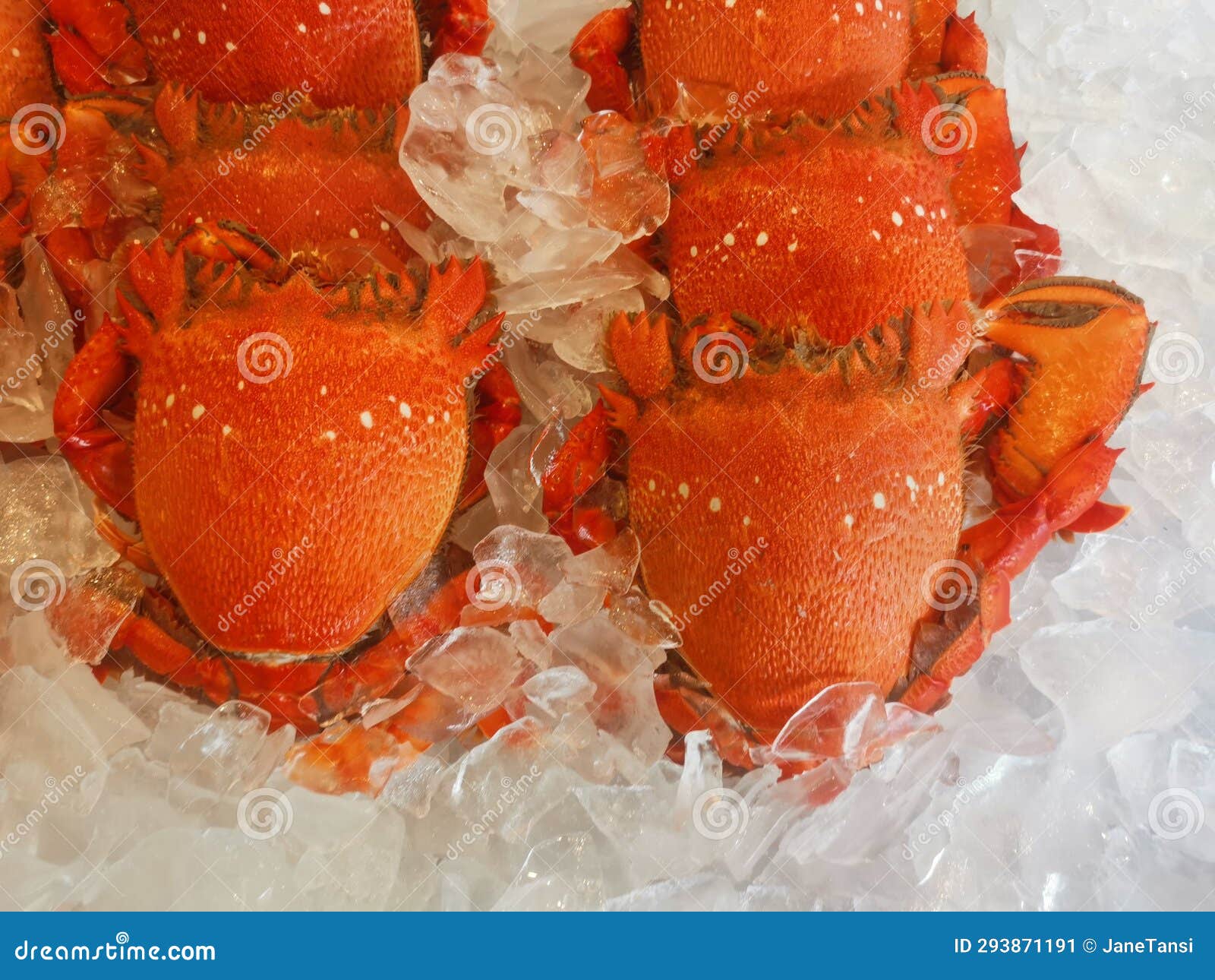 Group of Bright Orange Spanner Crabs on White Ice Background Stock ...