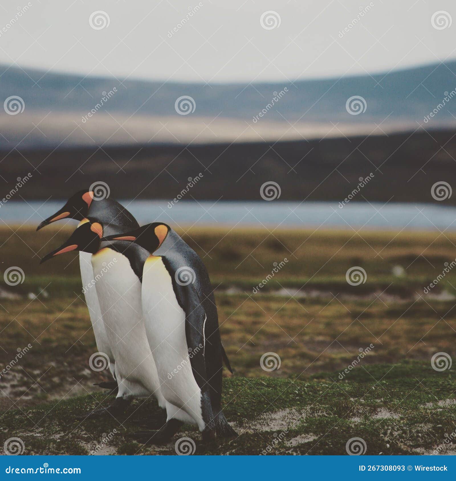 Group of Bright Penguins on the Shore with a Lake and Mountains in the ...