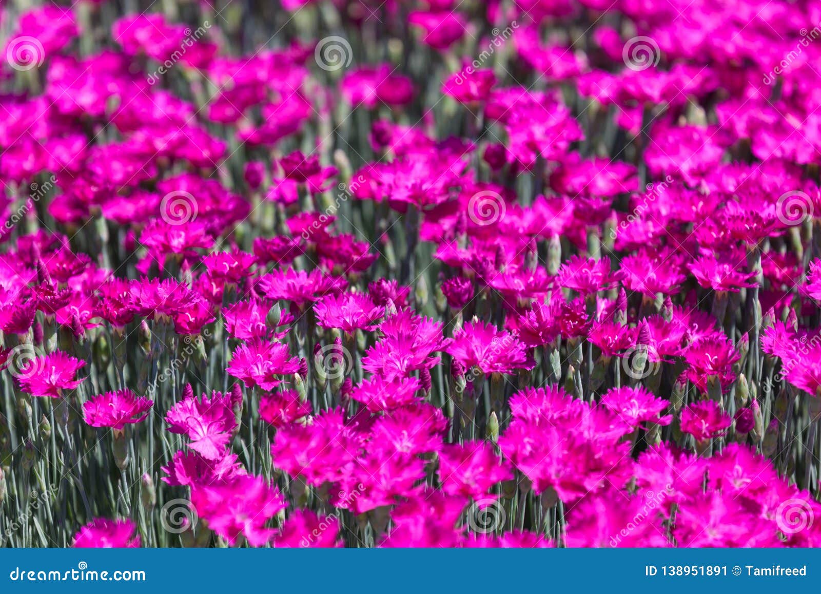 Bright Pink Dianthus Flowers Stock Image - Image of dianthus, star ...