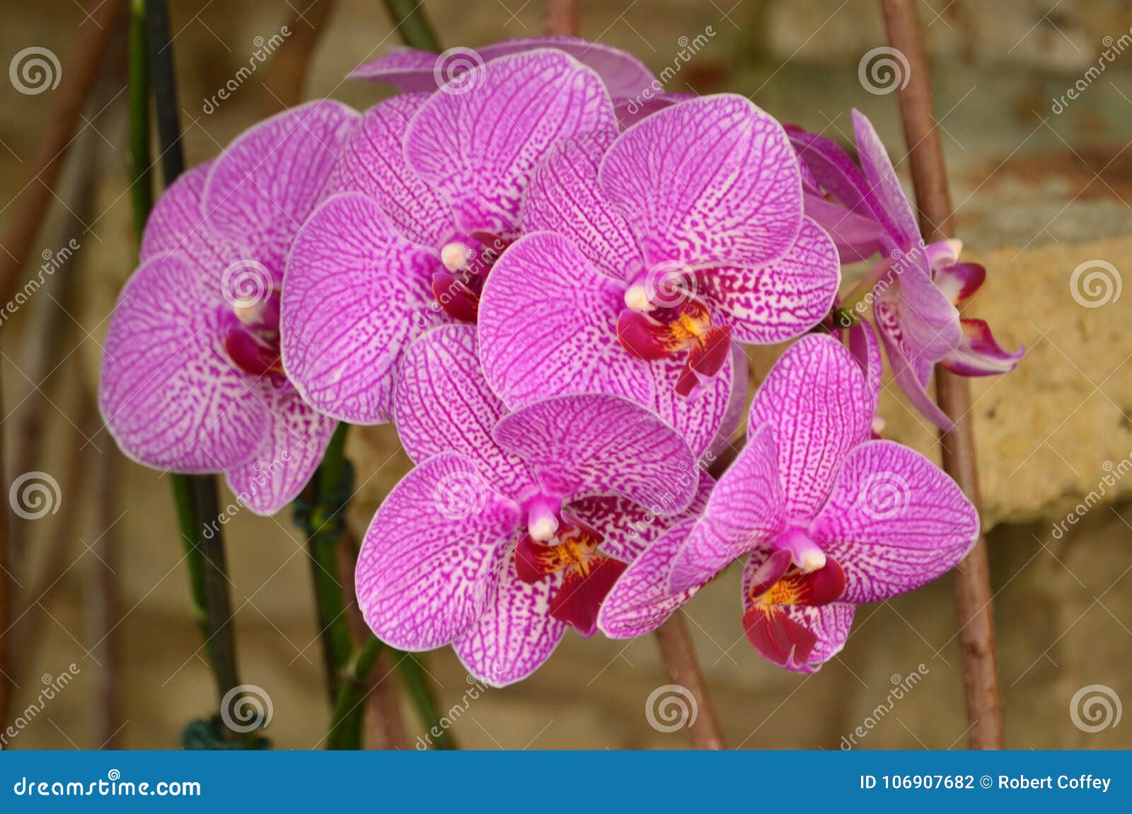 A Group of Bright Pink Orchids Stock Photo - Image of pink, trio: 106907682