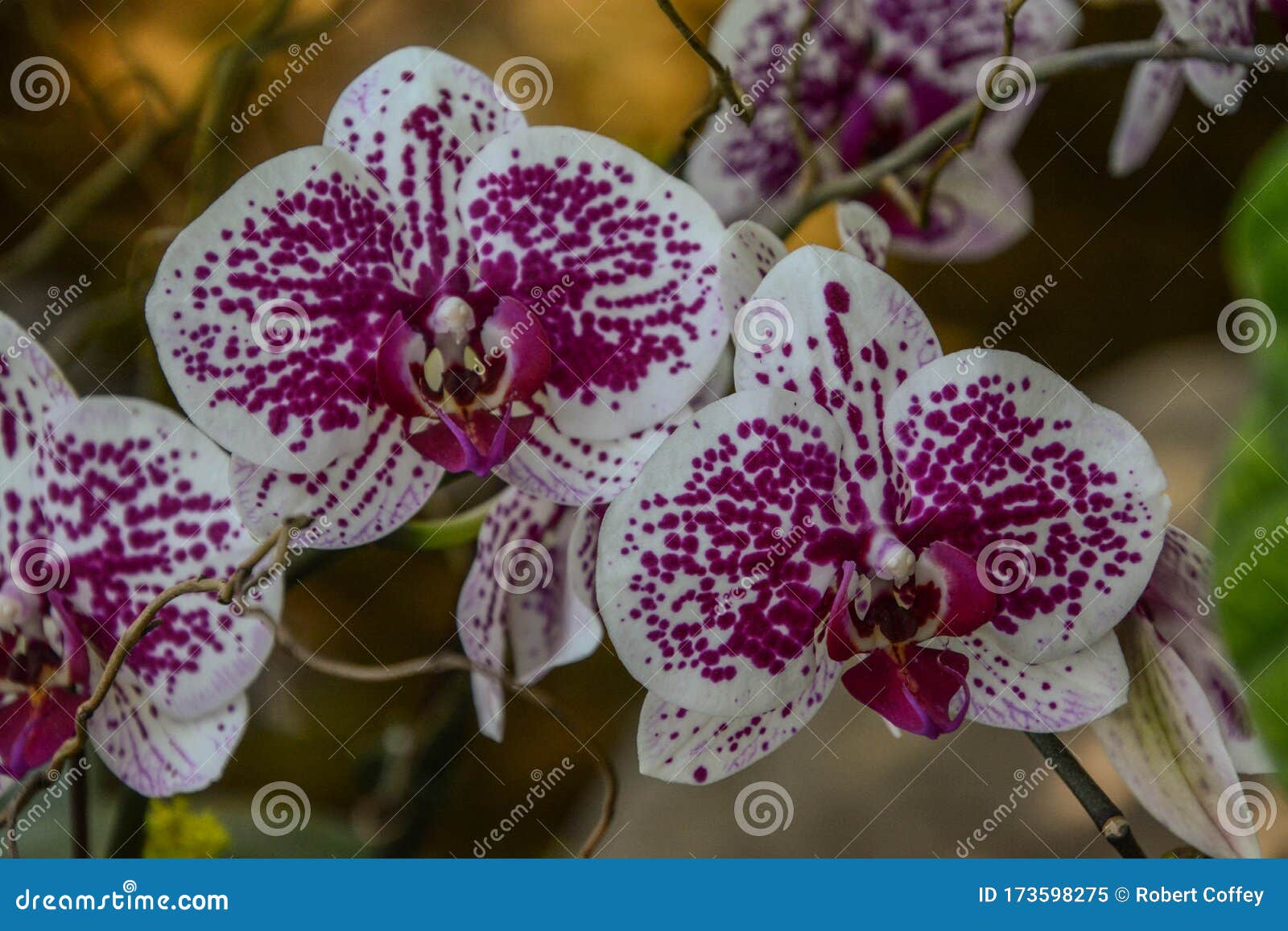 A Group of Brightly Colored Orchid Stock Image - Image of orchids ...