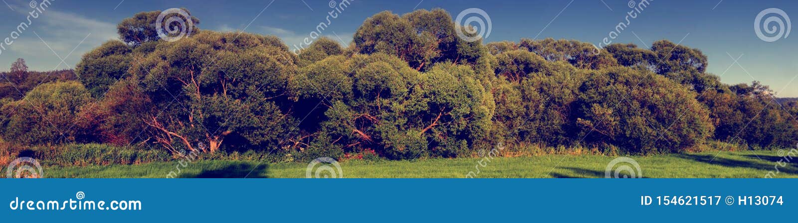Group of Broad Leaf Trees Probably Willow Trees on a Green Meadow Stock ...